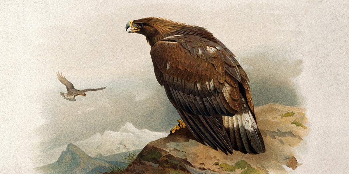 The Eagle by Timothy Otis Paine | DiscoverPoetry.com