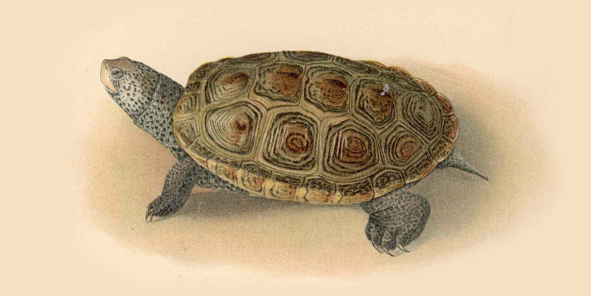 The Little Turtle by Vachel Lindsay | DiscoverPoetry.com