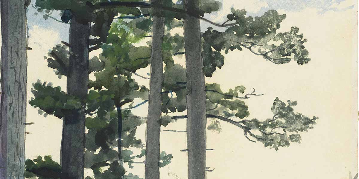 The Pines by Ruby Archer | DiscoverPoetry.com