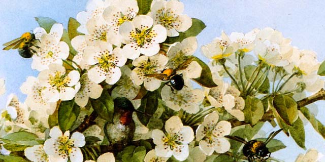 Bee Poems | Discover Poetry