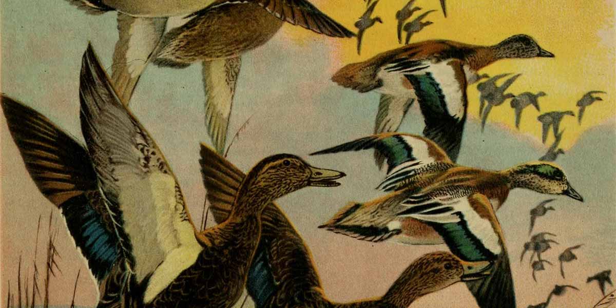 Bird Poems | DiscoverPoetry.com