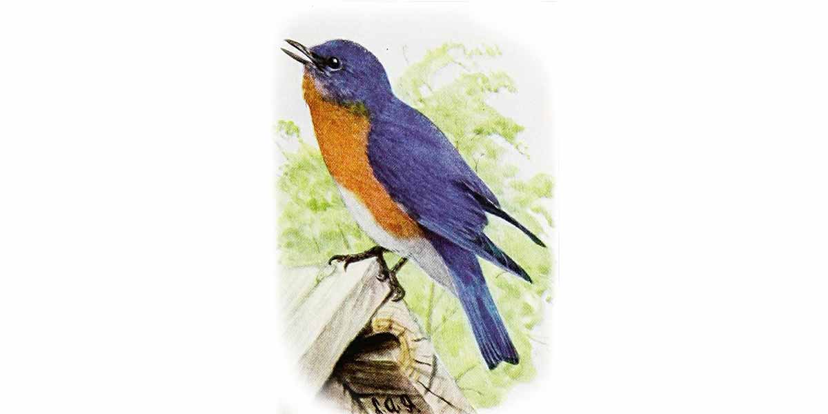 Bluebird Poems | DiscoverPoetry.com