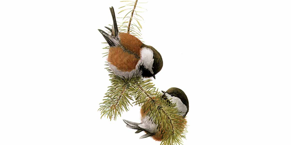 Chickadee Poems | DiscoverPoetry.com