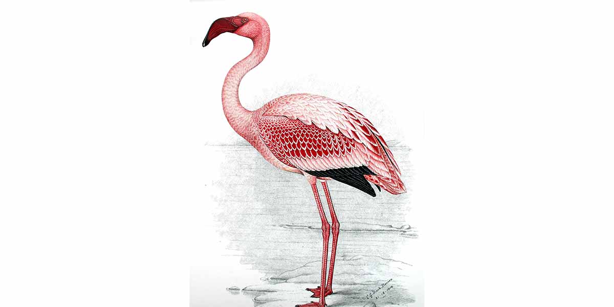 Flamingo Poems | Discover Poetry