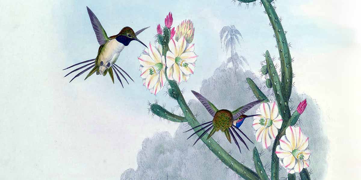 Hummingbird Poems | Discover Poetry