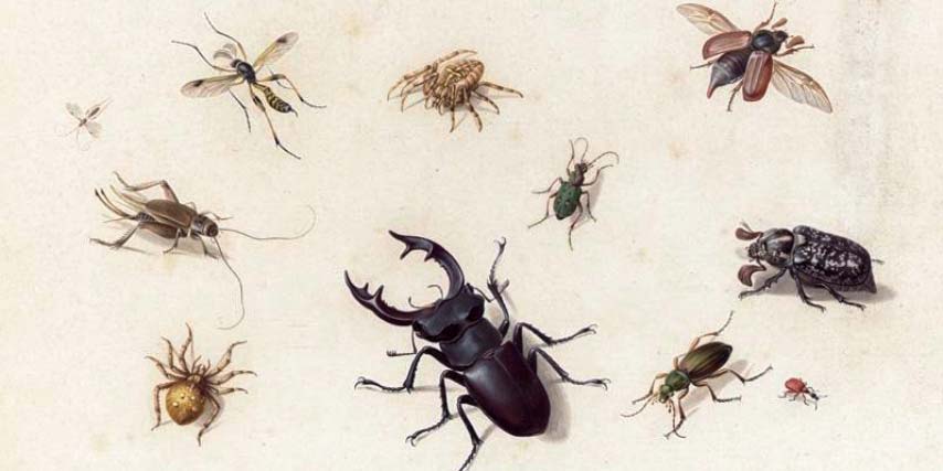 Insect Poems | Discover Poetry