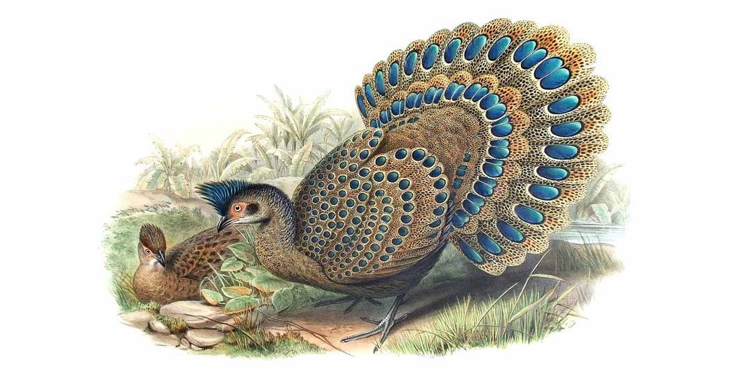 Peacock Poems | Discover Poetry