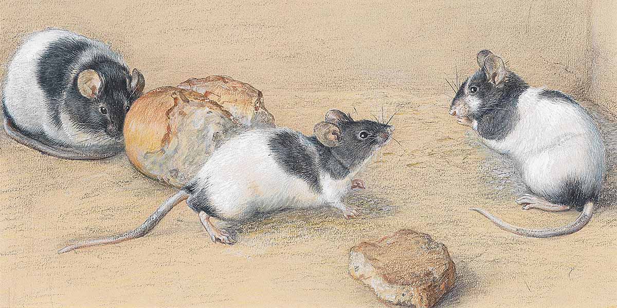 Poems About Mice and Rats | Discover Poetry