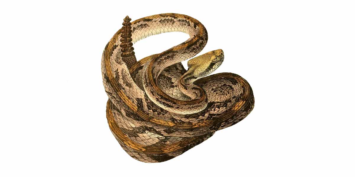 Snake Poems | Discover Poetry