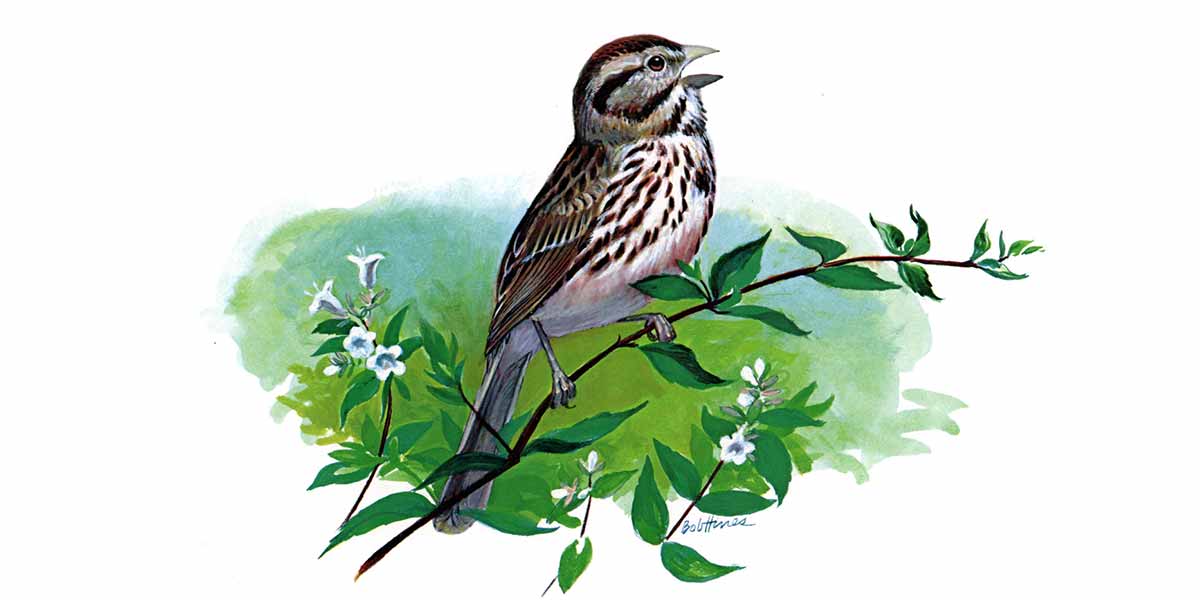 Sparrow Poems | Discover Poetry