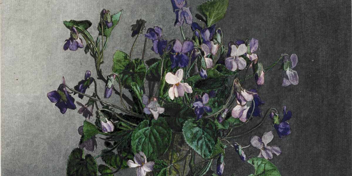 Violet Poems | Discover Poetry